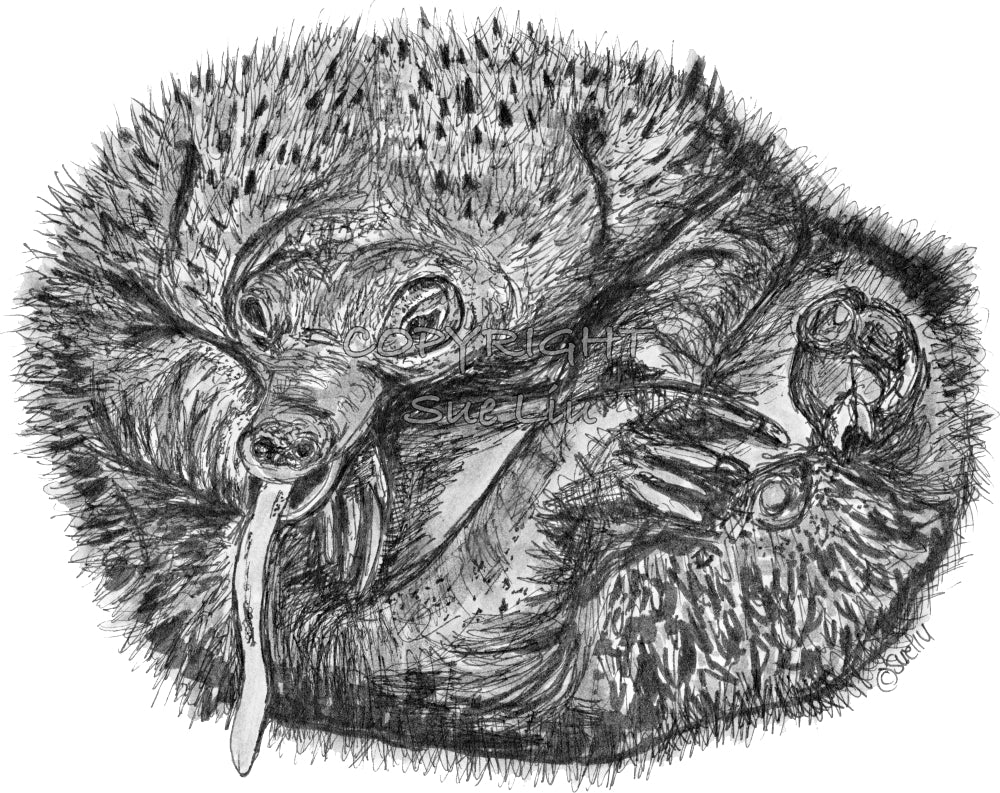 Echidna - Elizabeth the Echidna – Wildcard-Sue
